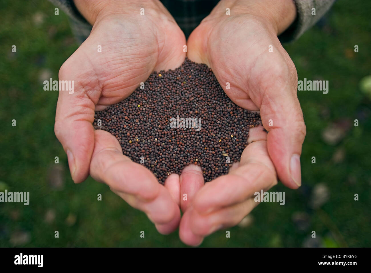 Mustard Seed In Hand