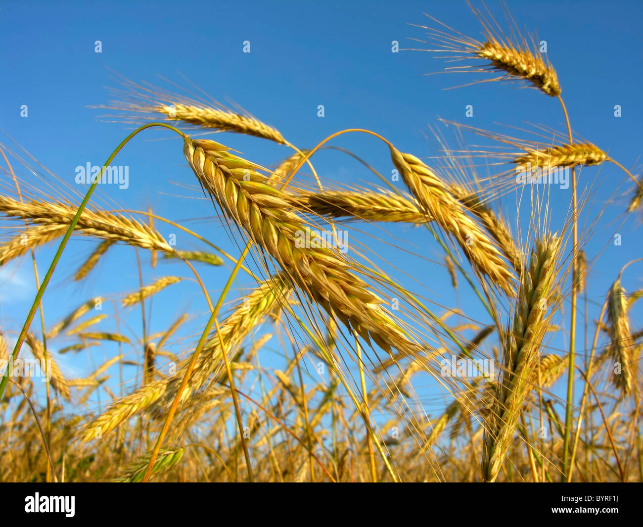 Yellow cereal field under hi-res stock photography and images - Alamy