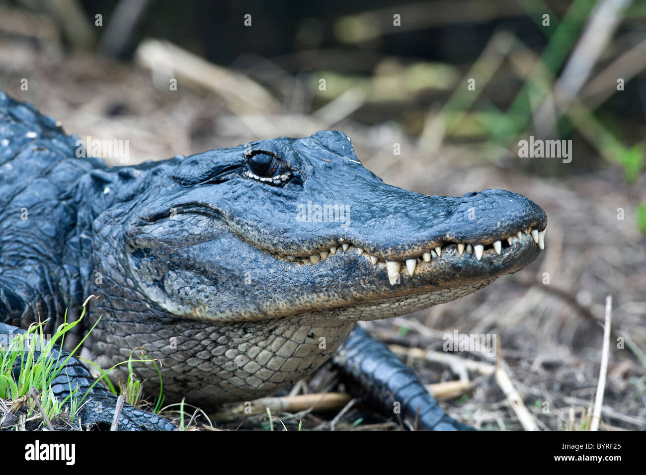 American alligator (Alligator mississippiensis) in Everglades National ...