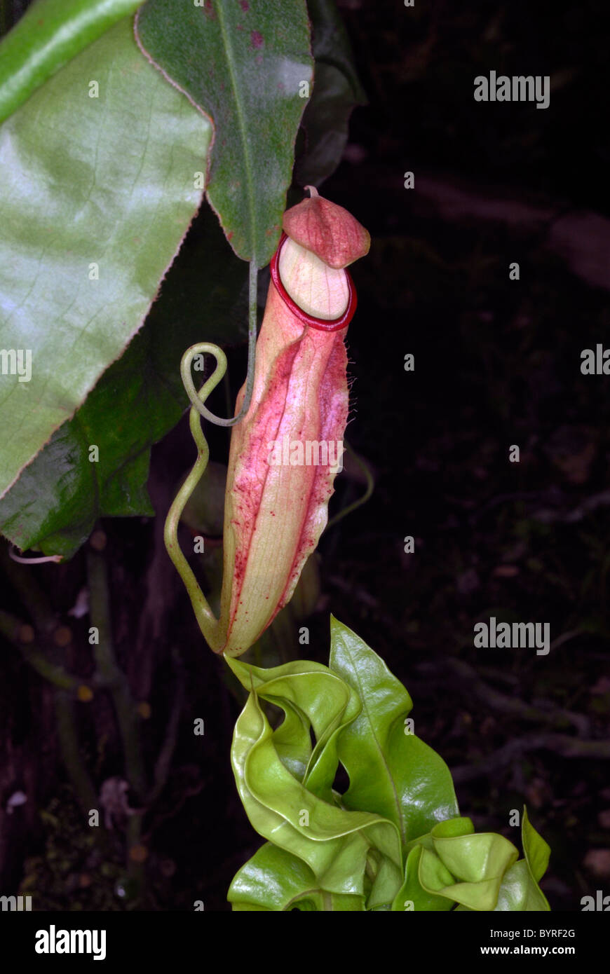 Asian pitcher plant hi-res stock photography and images - Alamy