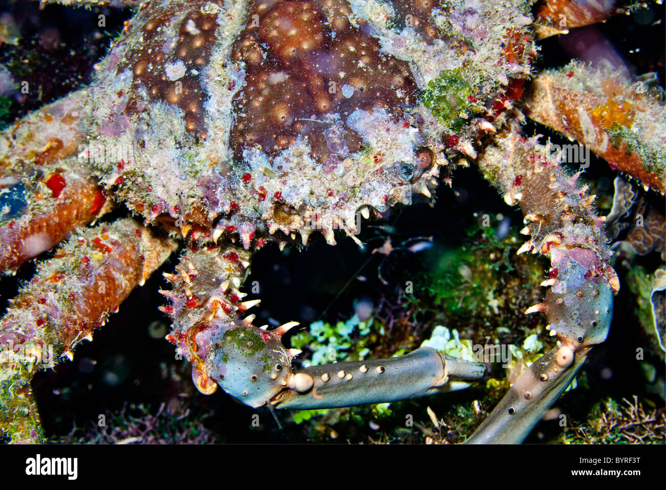 Coral reef at night with Channel clinging crab, Mithrax spinosissimus ...