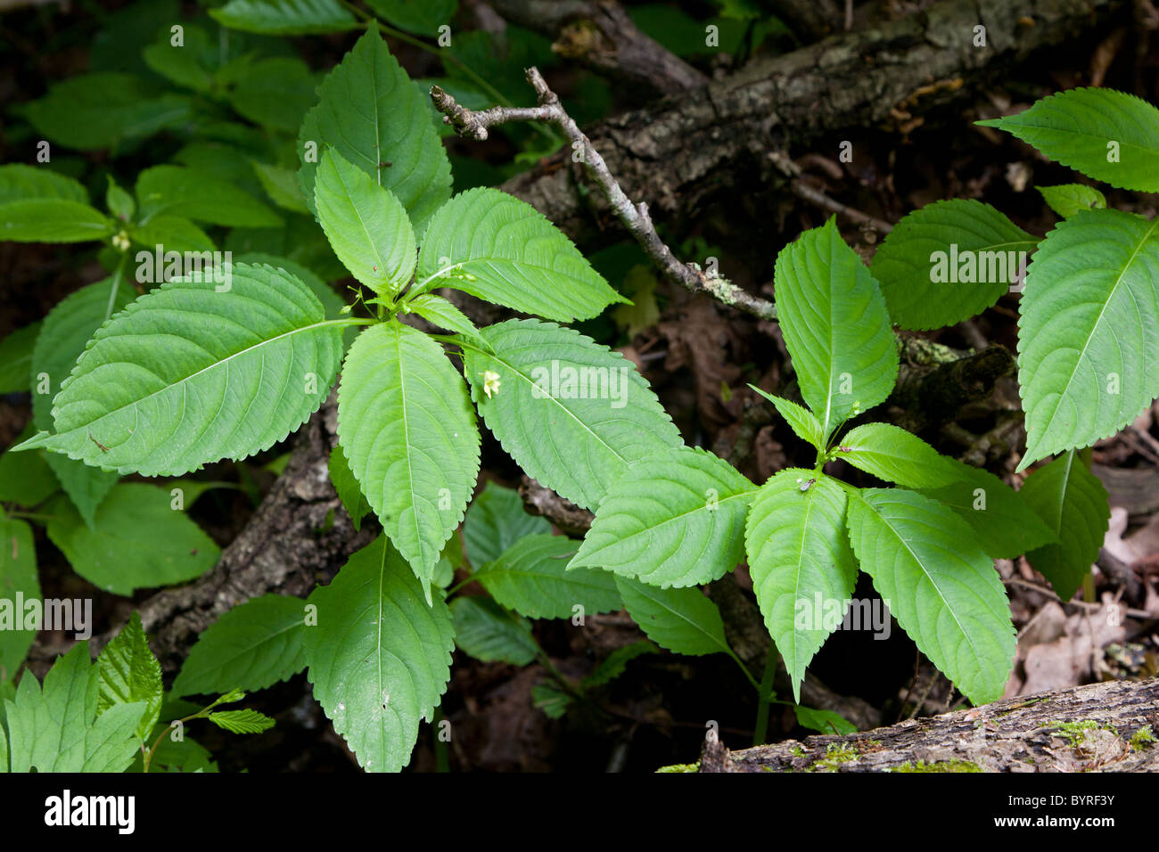 Smallflower touch-me-not perennial plant, closeup Stock Photo - Alamy