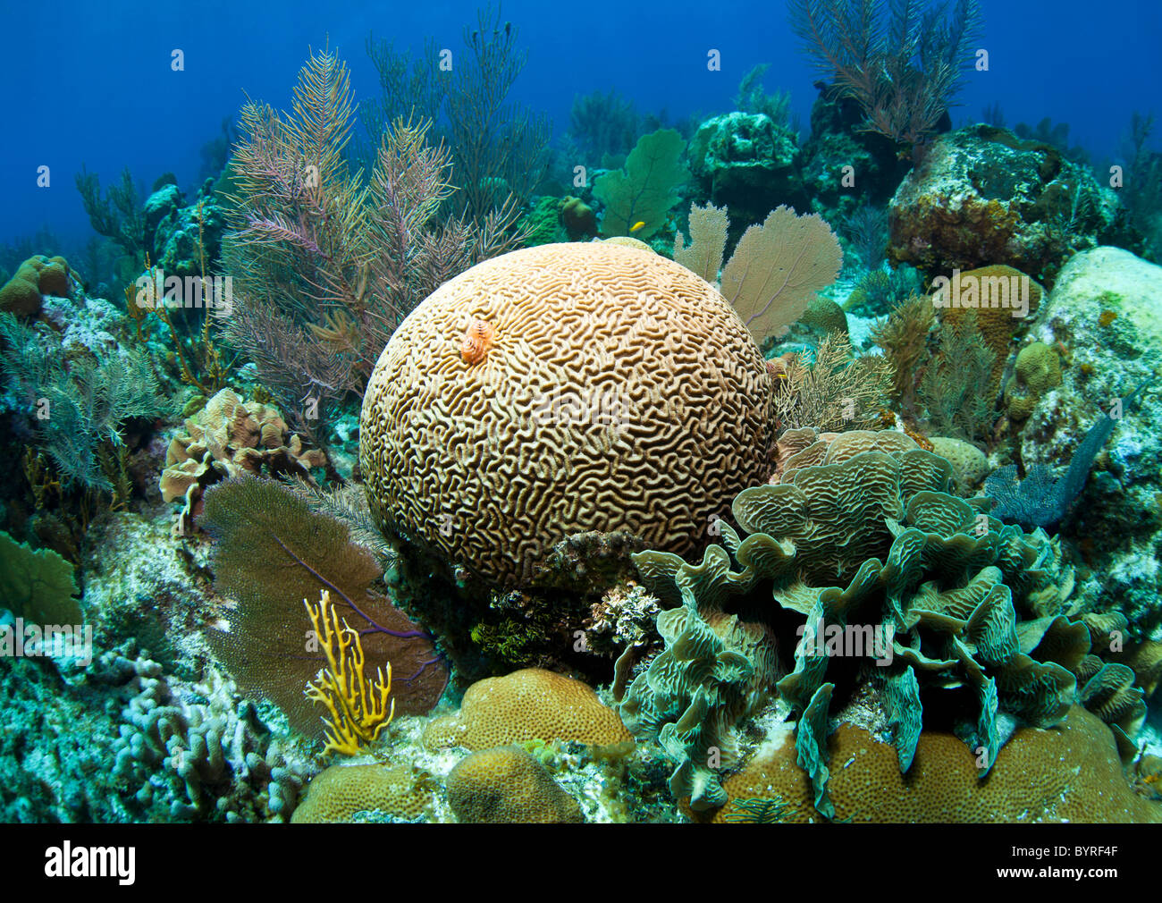 Coral reef off the coast of Roatan Honduras Stock Photo - Alamy