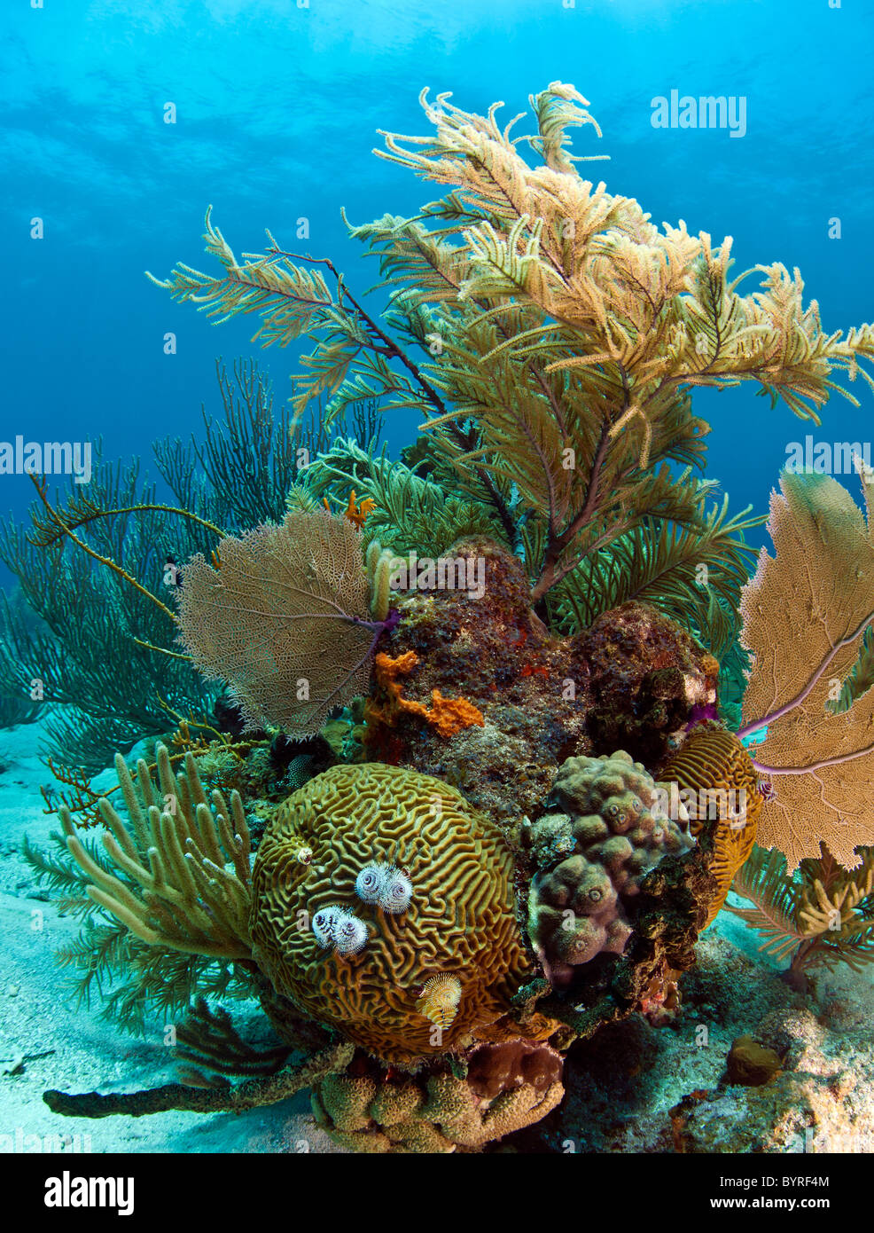 Coral reef off the coast of Roatan Honduras Stock Photo - Alamy