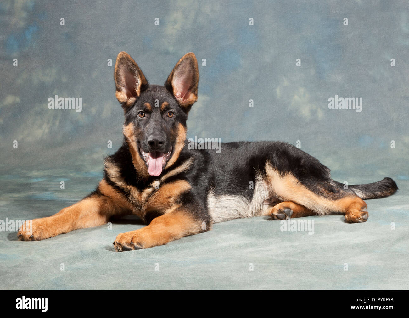 Male german shepherd dog hi-res stock photography and images - Alamy