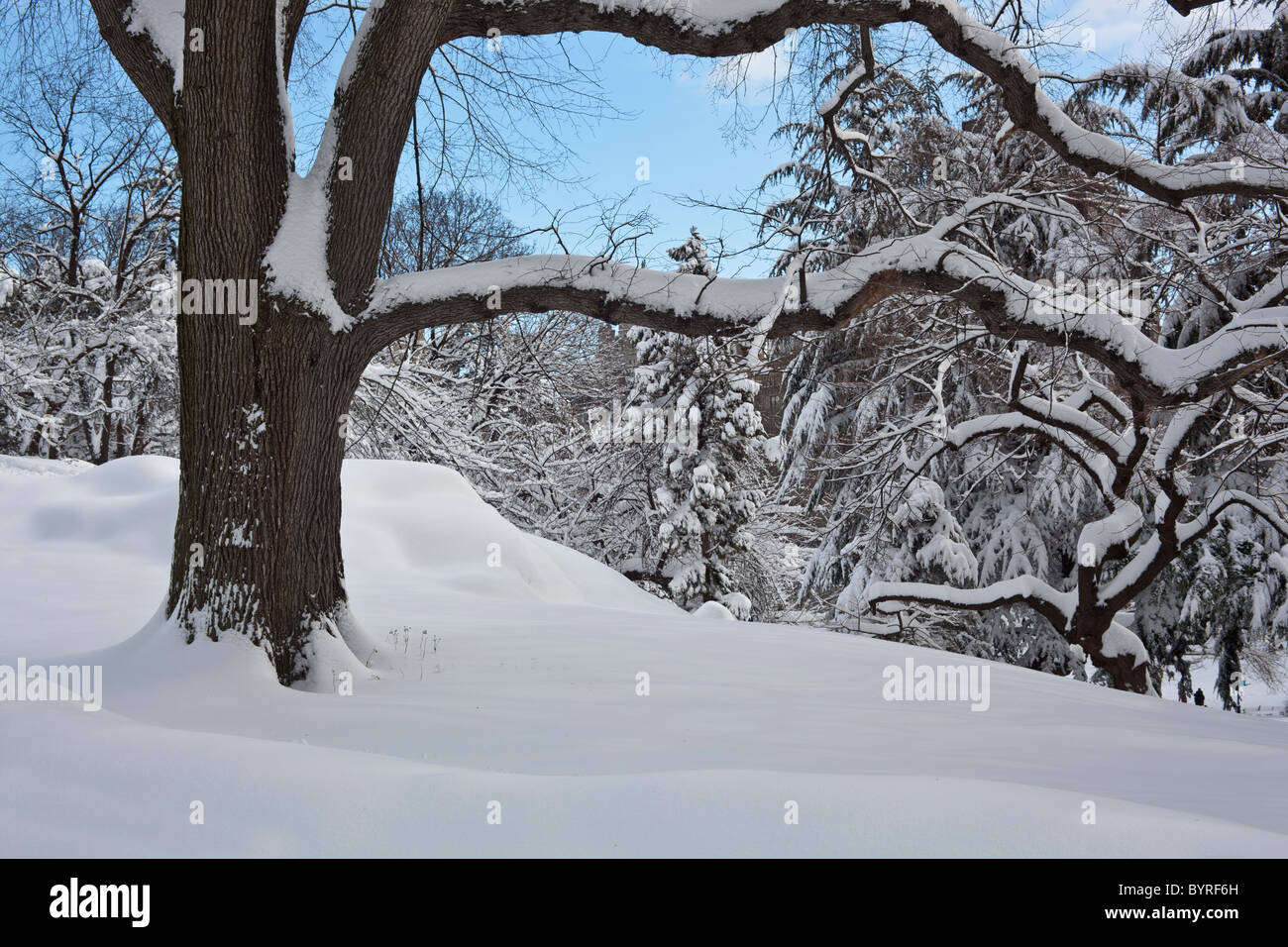 After a large snow storm early in the morning in Central Park Stock ...