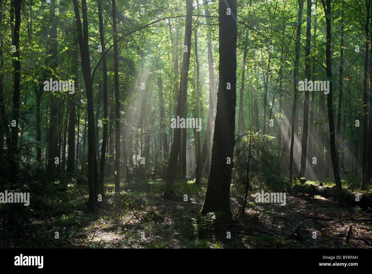 Sunbeam entering rich deciduous forest in misty morning rain after ...