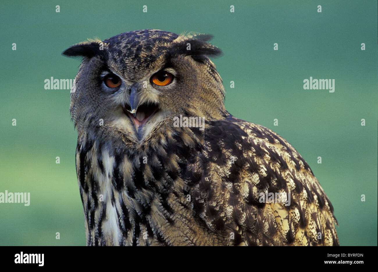 Fogies hi-res stock photography and images - Alamy