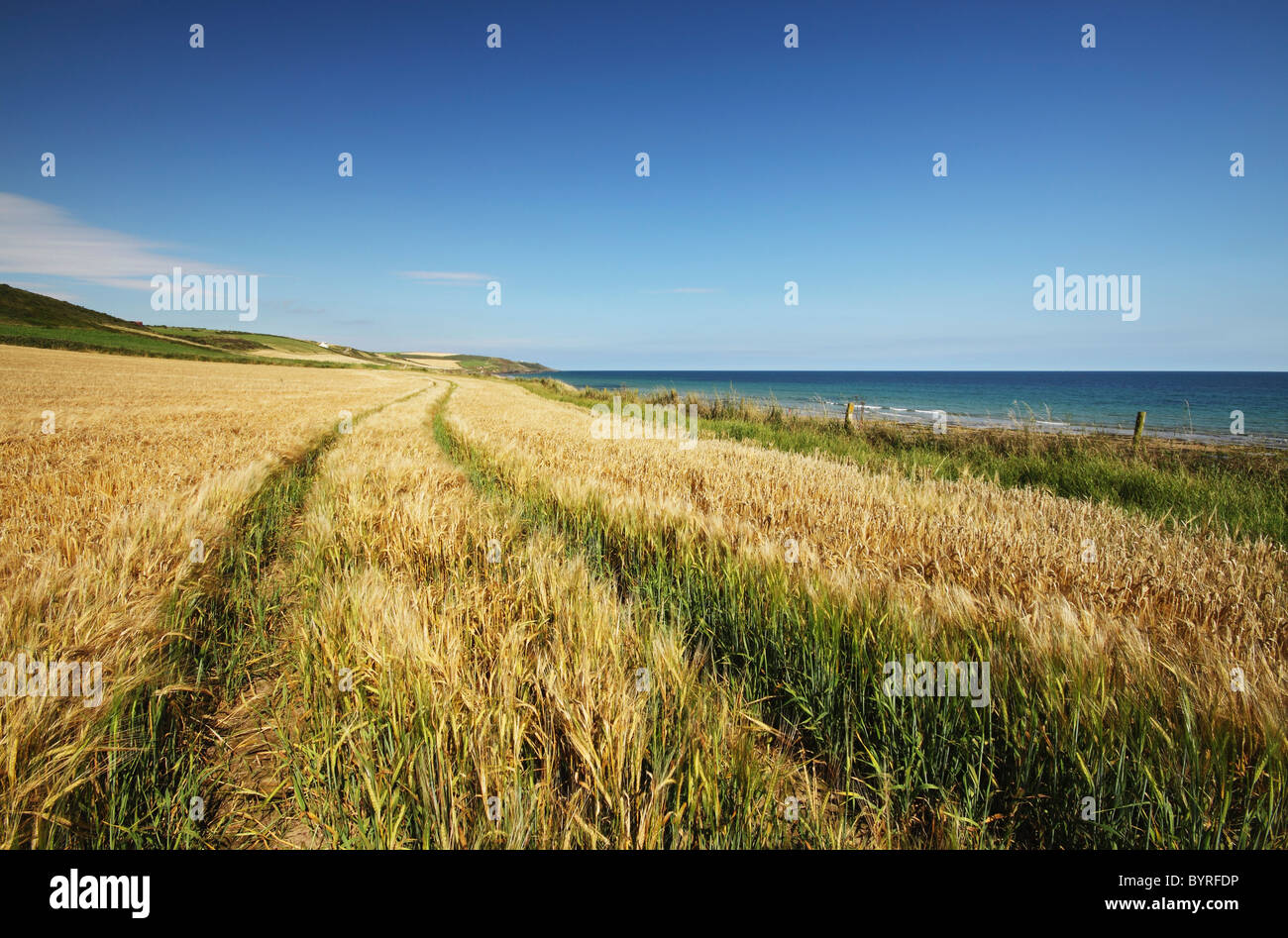 wheat field in east cork in munster region; ballybrannigan, county cork ...