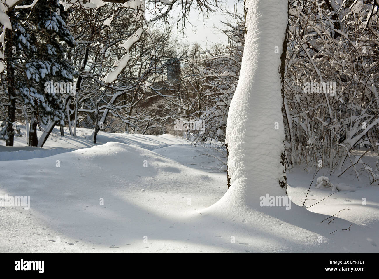 Snow covered cedar tree in hi-res stock photography and images - Alamy