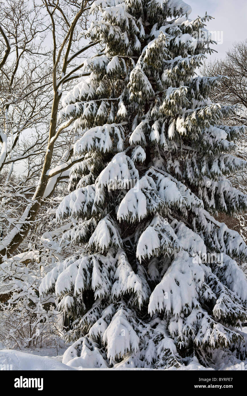 Large cedar tree covered with snow after storm Stock Photo - Alamy