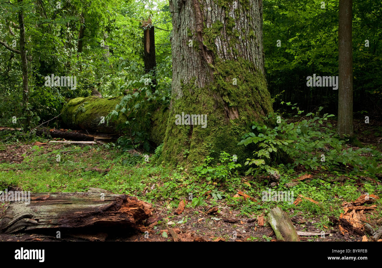 Old moss wrapped oak tree in front of young deciduous stand Stock Photo ...