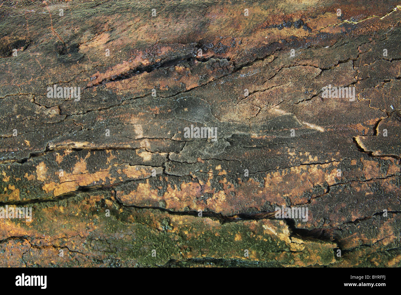 Uneven bark hi-res stock photography and images - Alamy