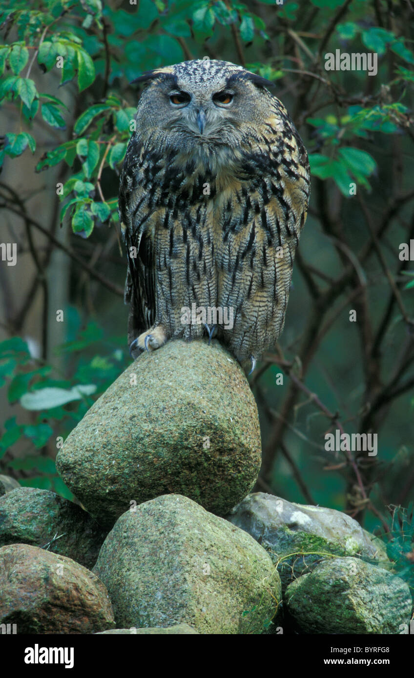 Eagle owl ( Bubo bubo Stock Photo - Alamy