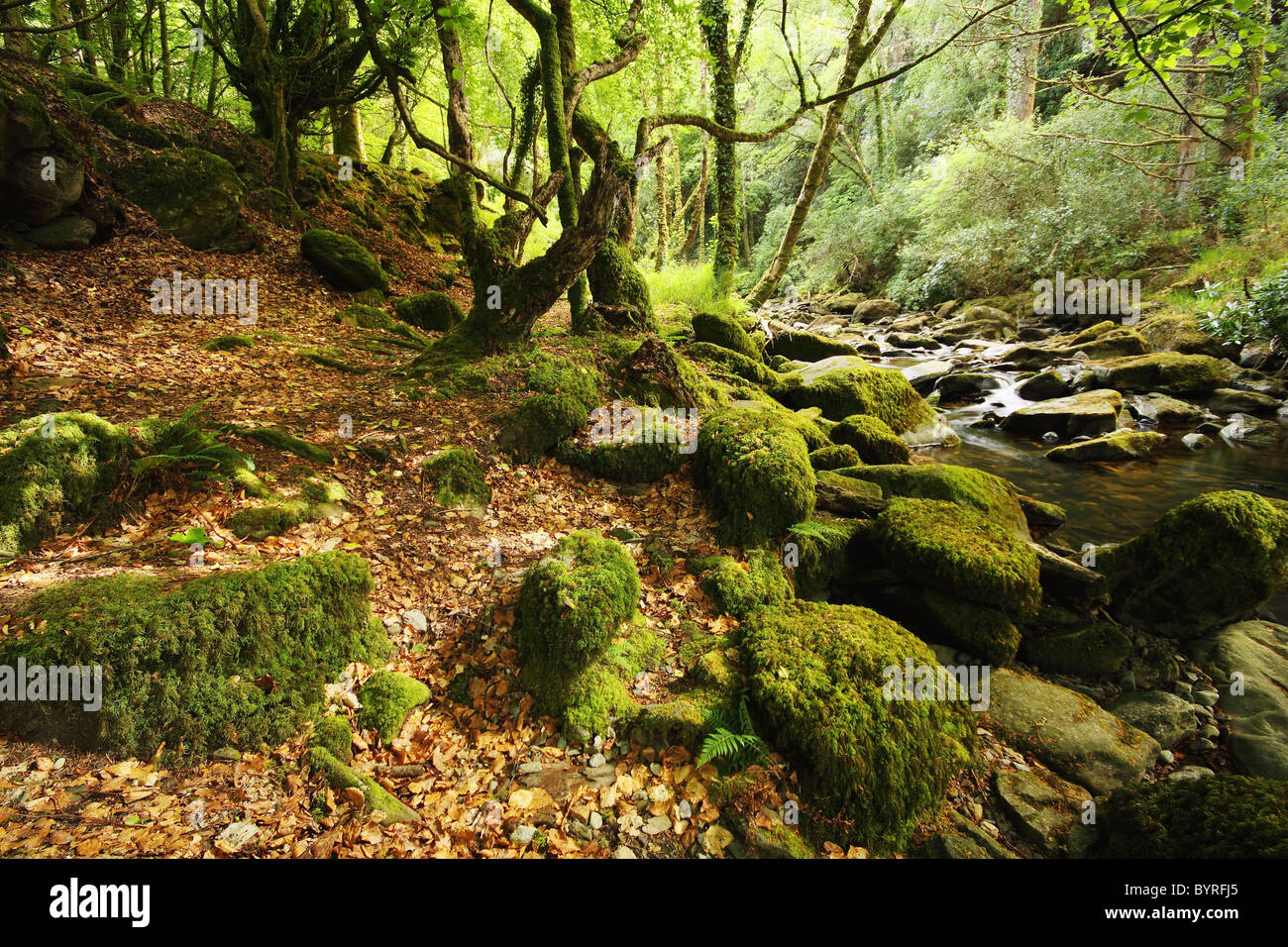 owengarriff river in killarney national park in munster region; county ...