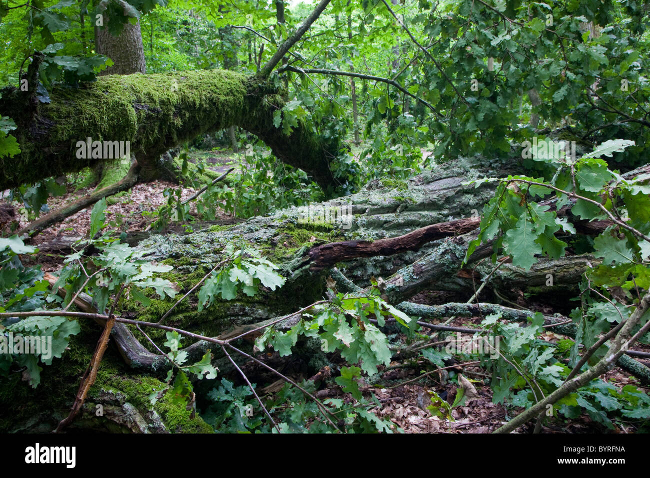 Windstorm hi-res stock photography and images - Alamy