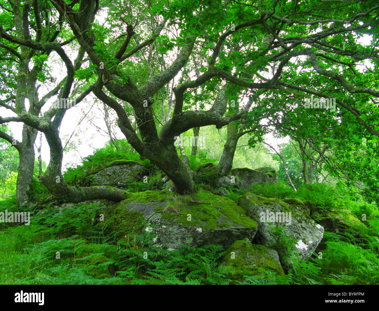 Scotland tree landscape background hi-res stock photography and images ...