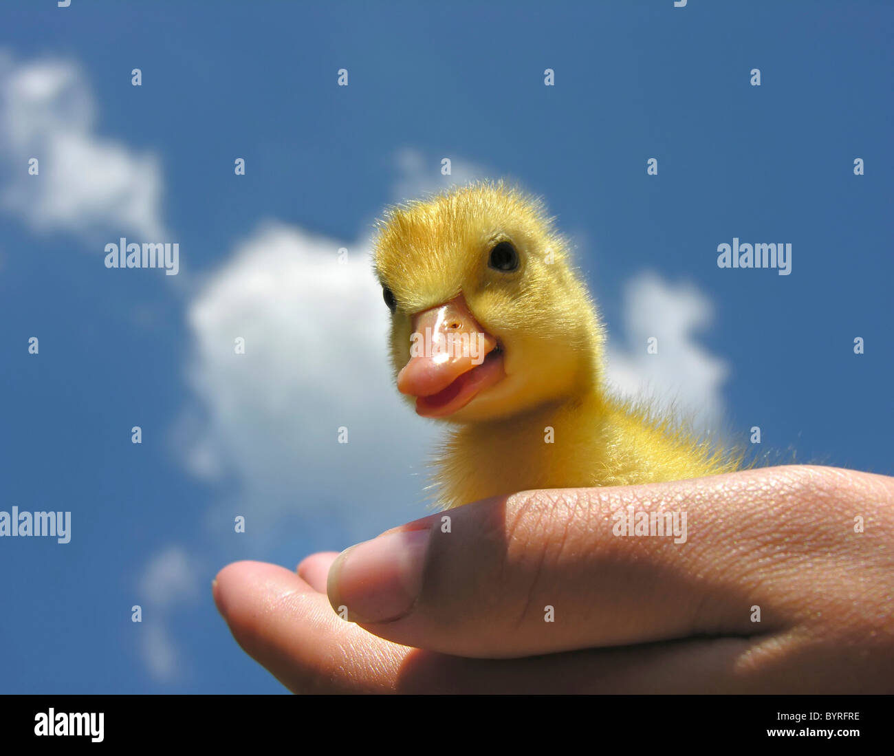 Duckling hi-res stock photography and images - Alamy