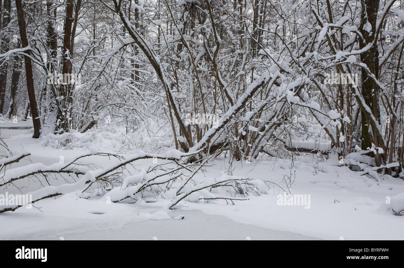 Snowy riparian forest over partly frozen river in December with alder ...