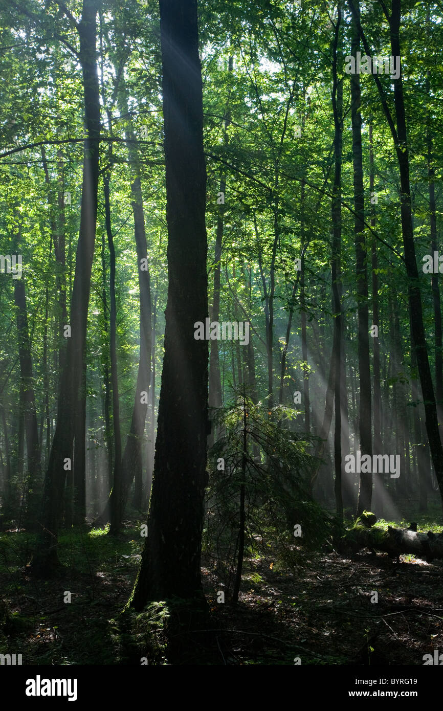 Sunbeam entering rich deciduous forest in misty morning rain after ...