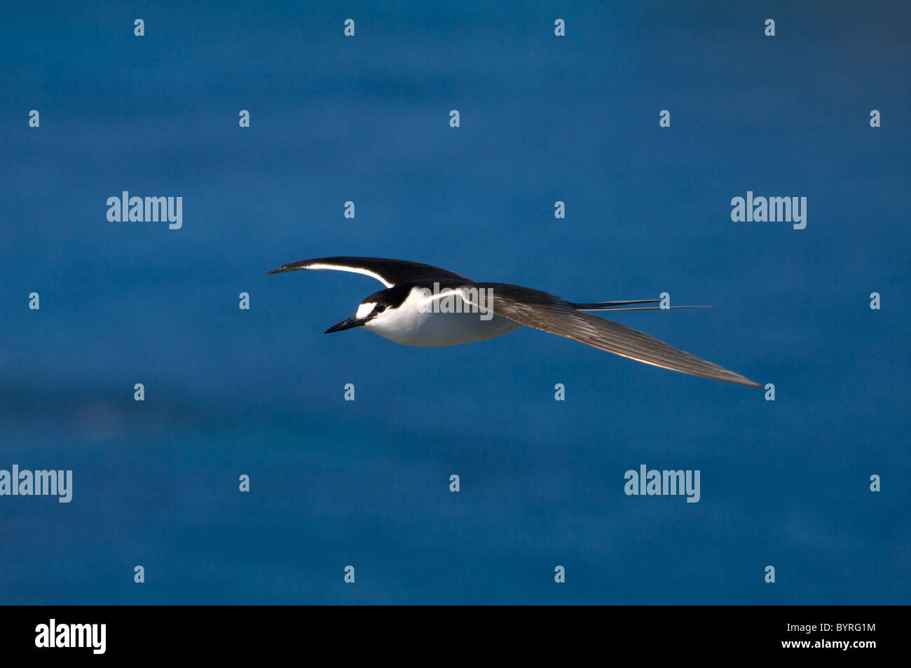 Sooty Tern (Sterna fuscata Stock Photo - Alamy