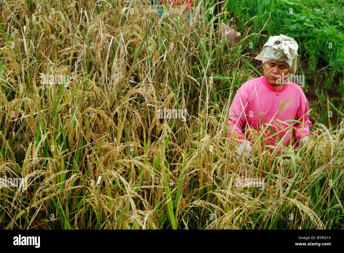 Java village hi-res stock photography and images - Alamy