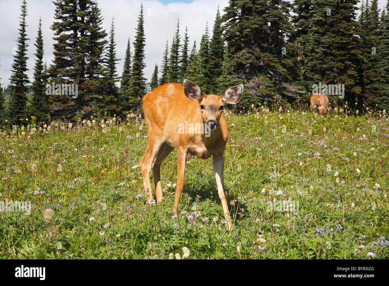 deer (cervidae) in paradise park in mt. rainier national park ...