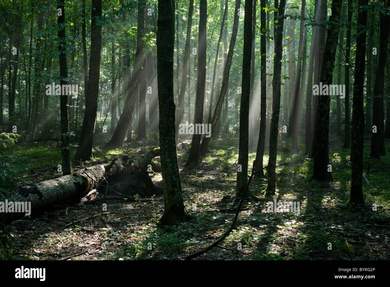 Sunlight entering deciduous forest hi-res stock photography and images ...