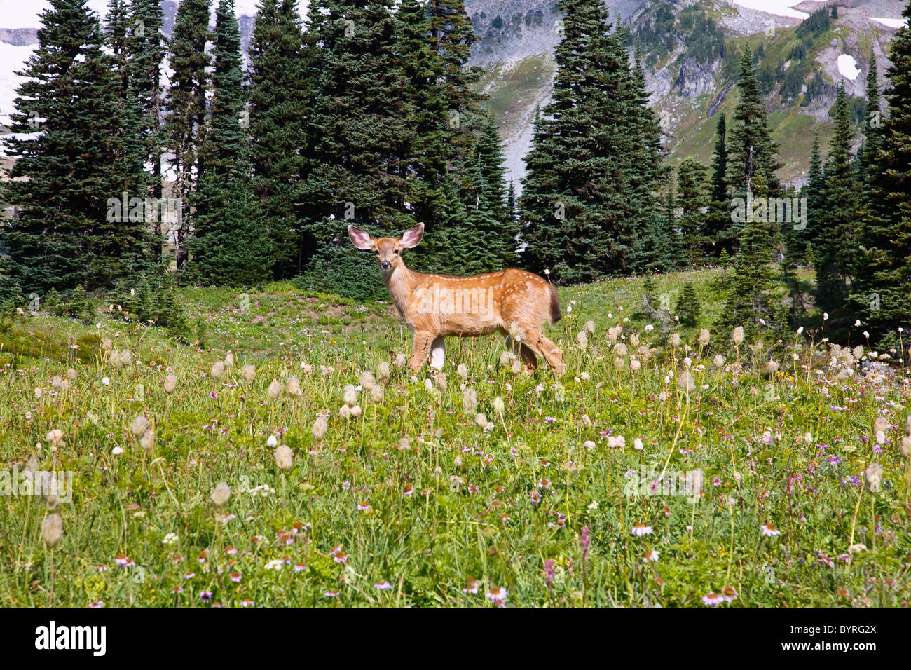 deer (cervidae) in paradise park in mt. rainier national park ...