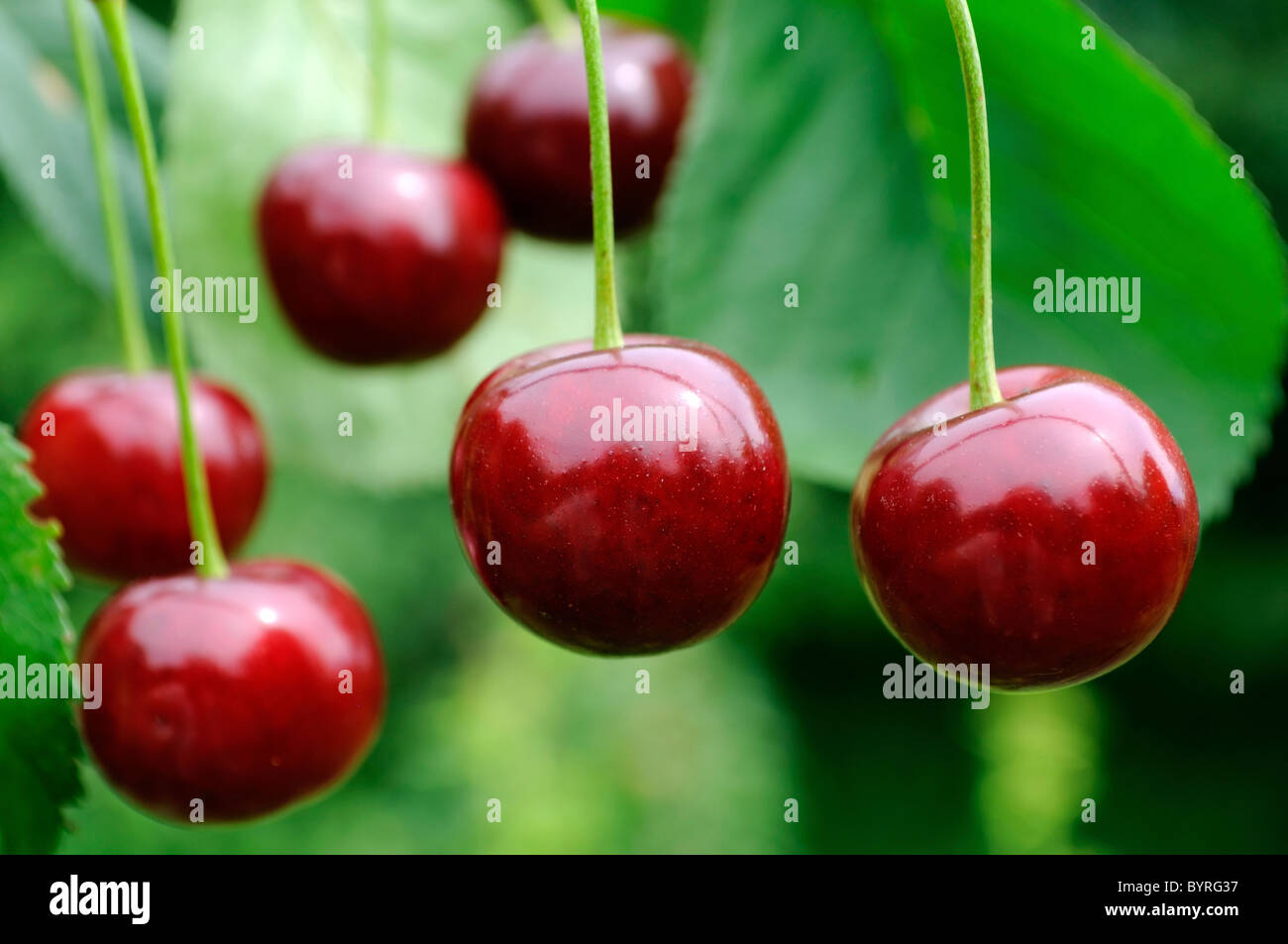 Ripe cherries on a tree Stock Photo - Alamy