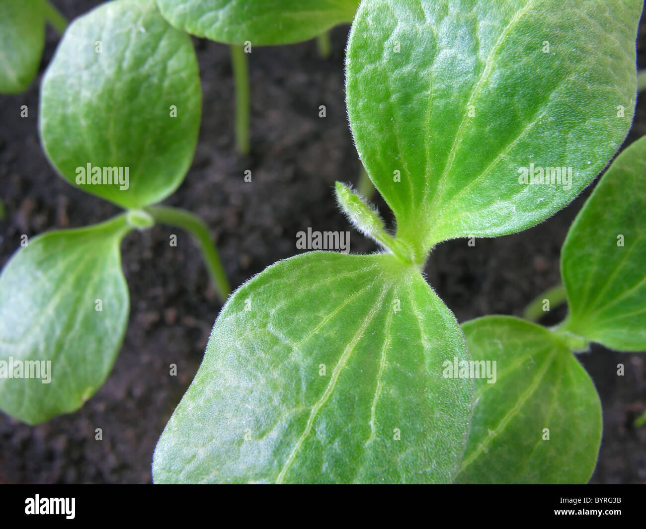 Pumpkin Sprout High Resolution Stock Photography and Images - Alamy