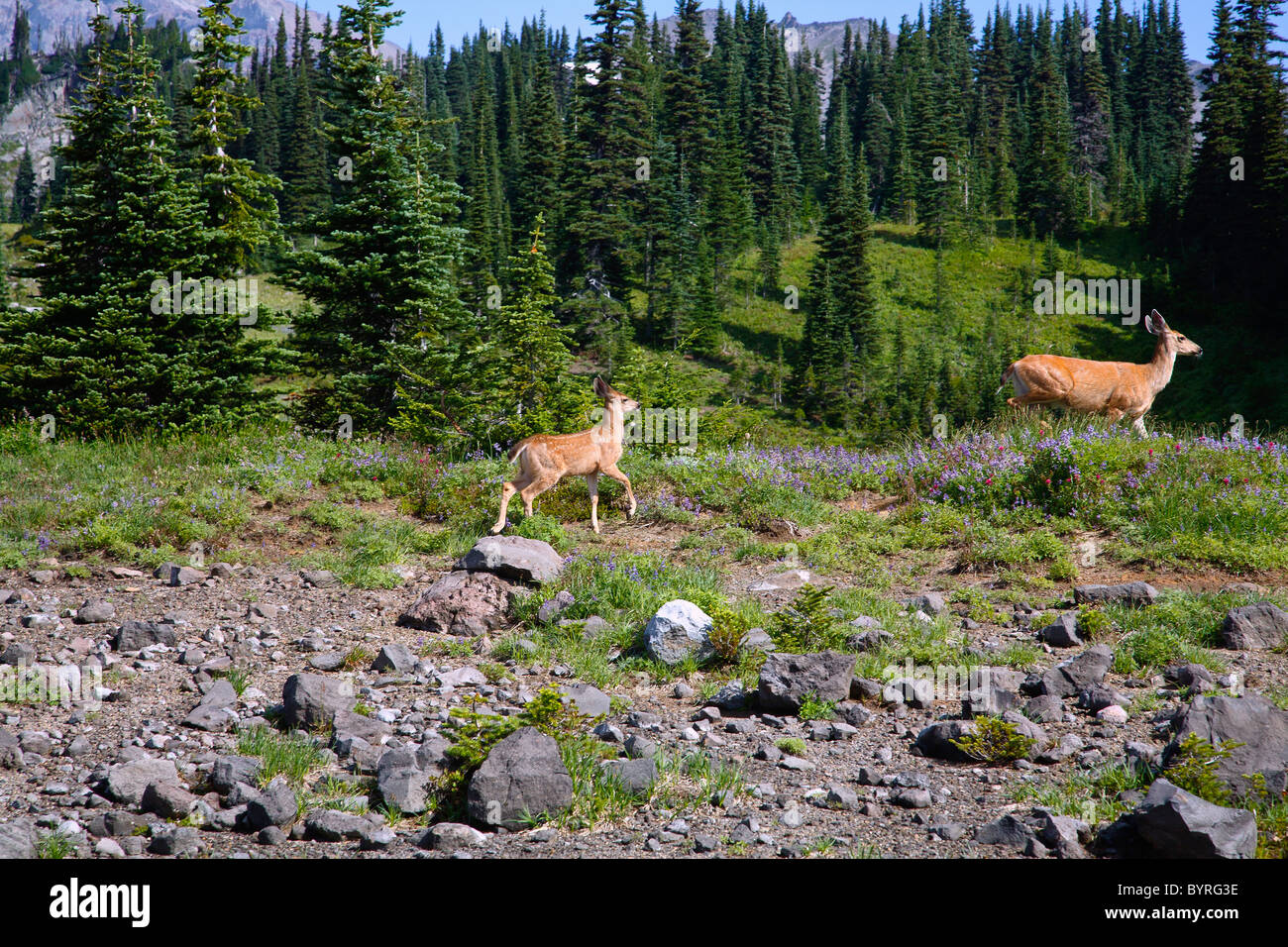 deer (cervidae) in paradise park in mt. rainier national park ...