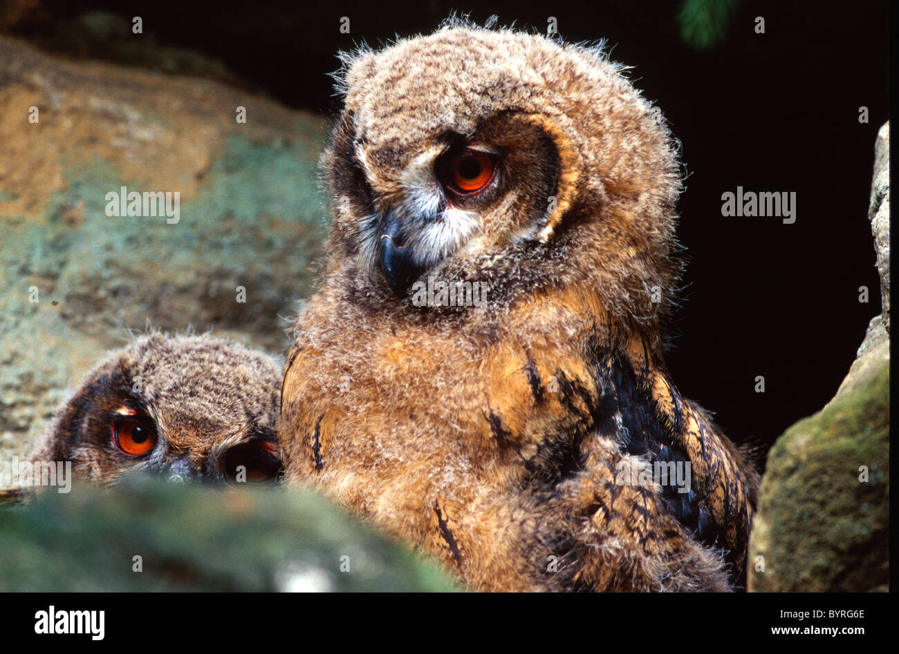 Eagle owl ( Bubo bubo Stock Photo - Alamy