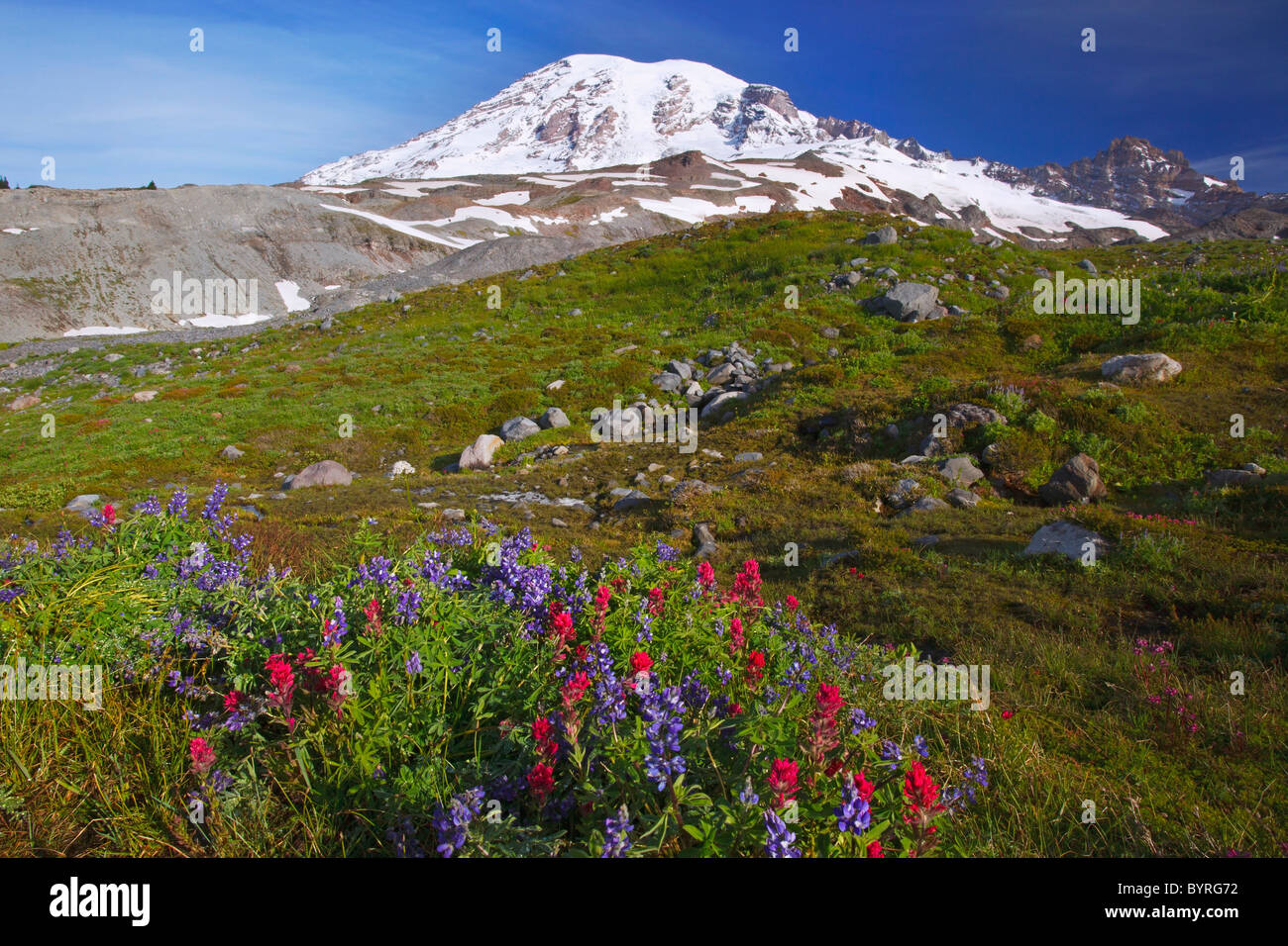 wildflowers at the foot of mt. rainier in paradise park in mt. rainier ...