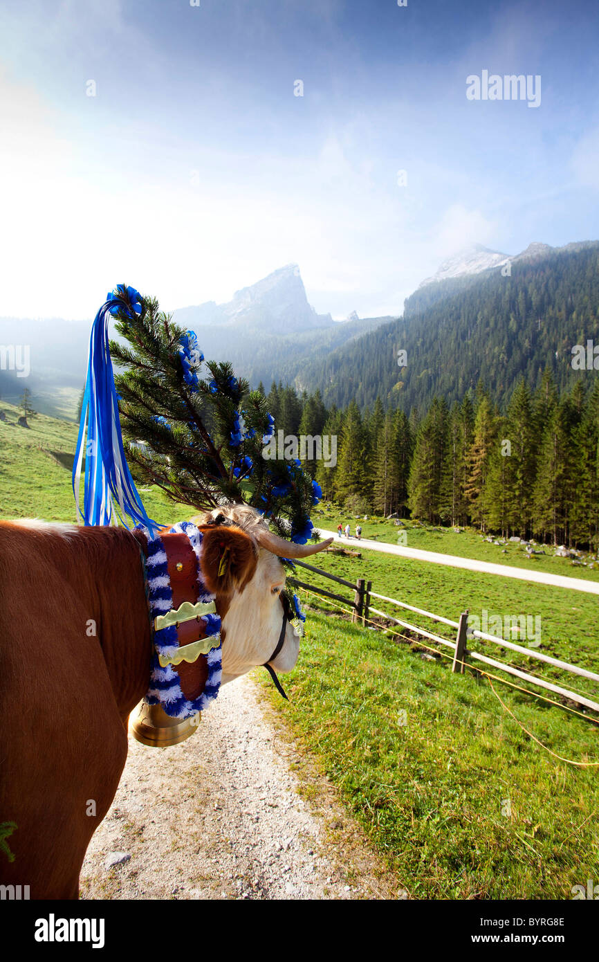 Train cow hi-res stock photography and images - Alamy