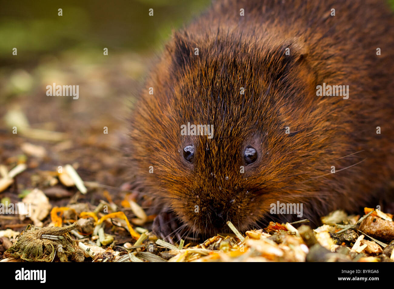 Cute vole hi-res stock photography and images - Alamy