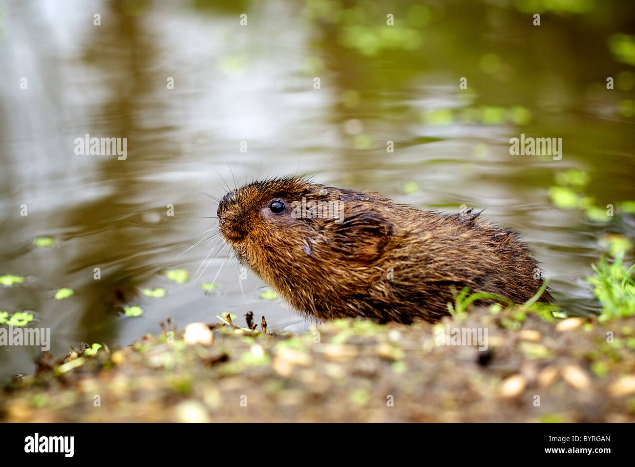 Cute water vole hi-res stock photography and images - Alamy