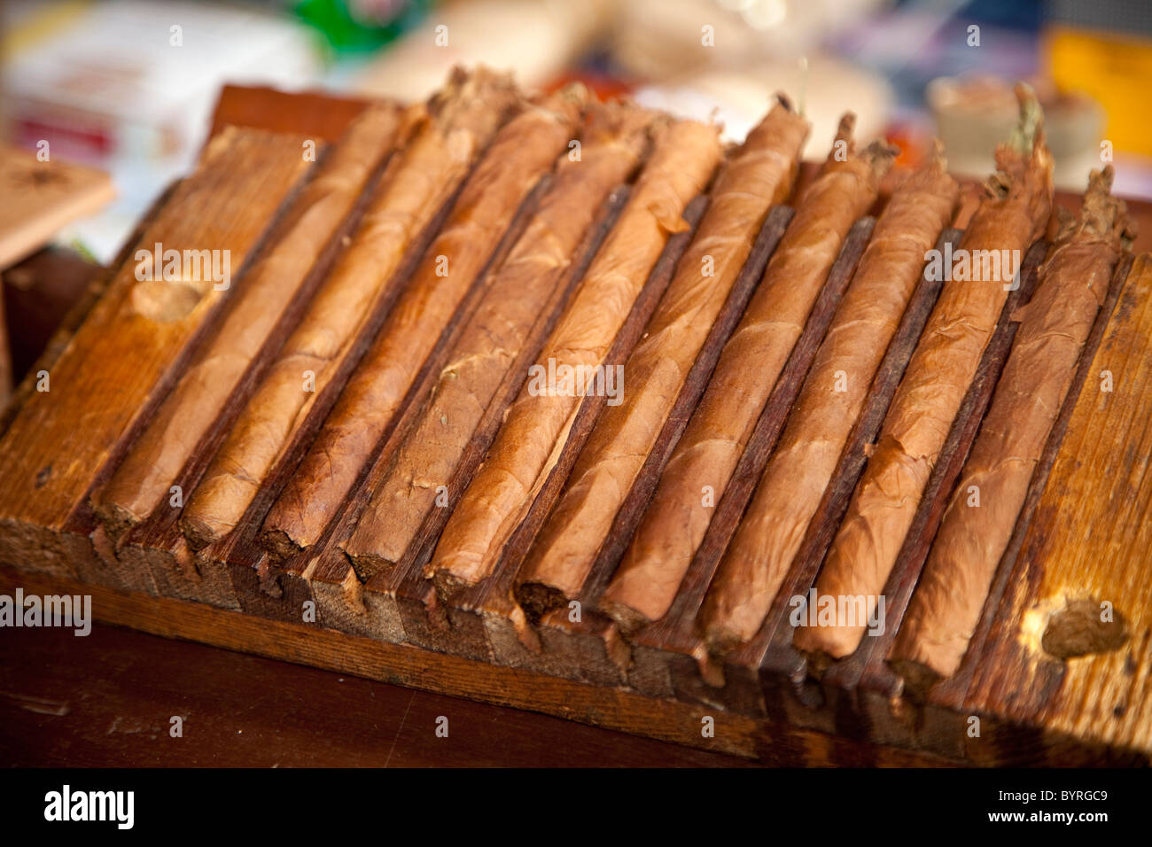 Cuba, Pinar del Rio Region, Viñales (Vinales) Area. Newly-rolled cigars ...