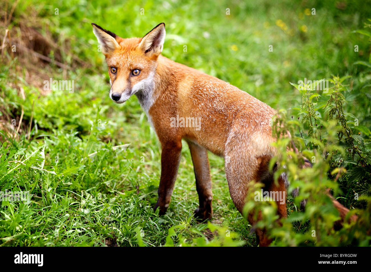 A Young Red Fox Stock Photo - Alamy