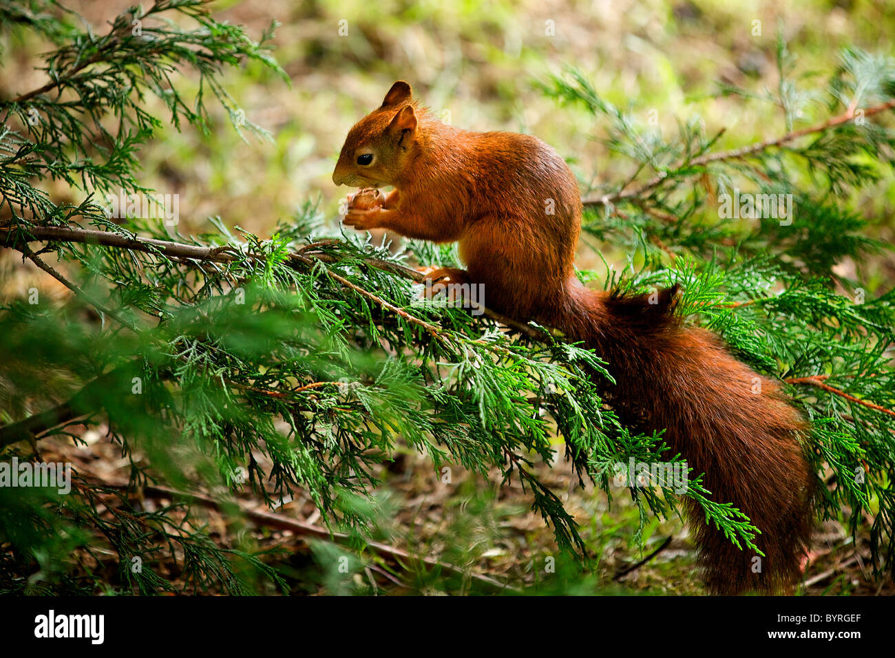 A red squirrel in a tree eating a nut Stock Photo - Alamy