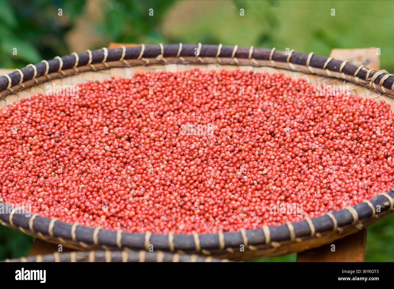 Florida holly hi-res stock photography and images - Alamy