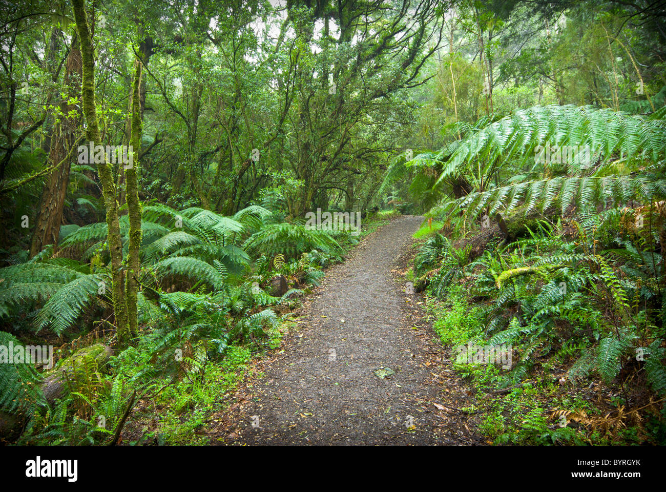 Path through wet rainforest Stock Photo - Alamy