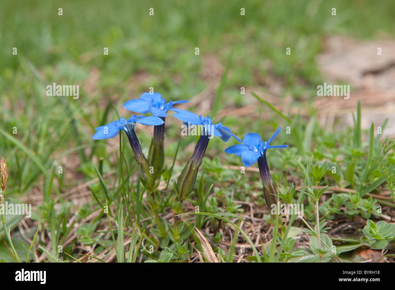 Spring gentian. Gentiana verna. The Pryenees. France. June Stock Photo ...