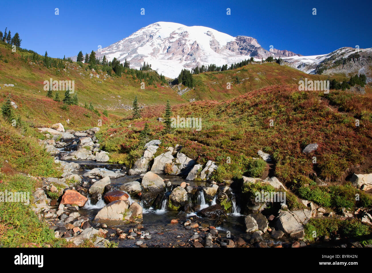 mount rainier in paradise park in mt. rainier national park; washington ...