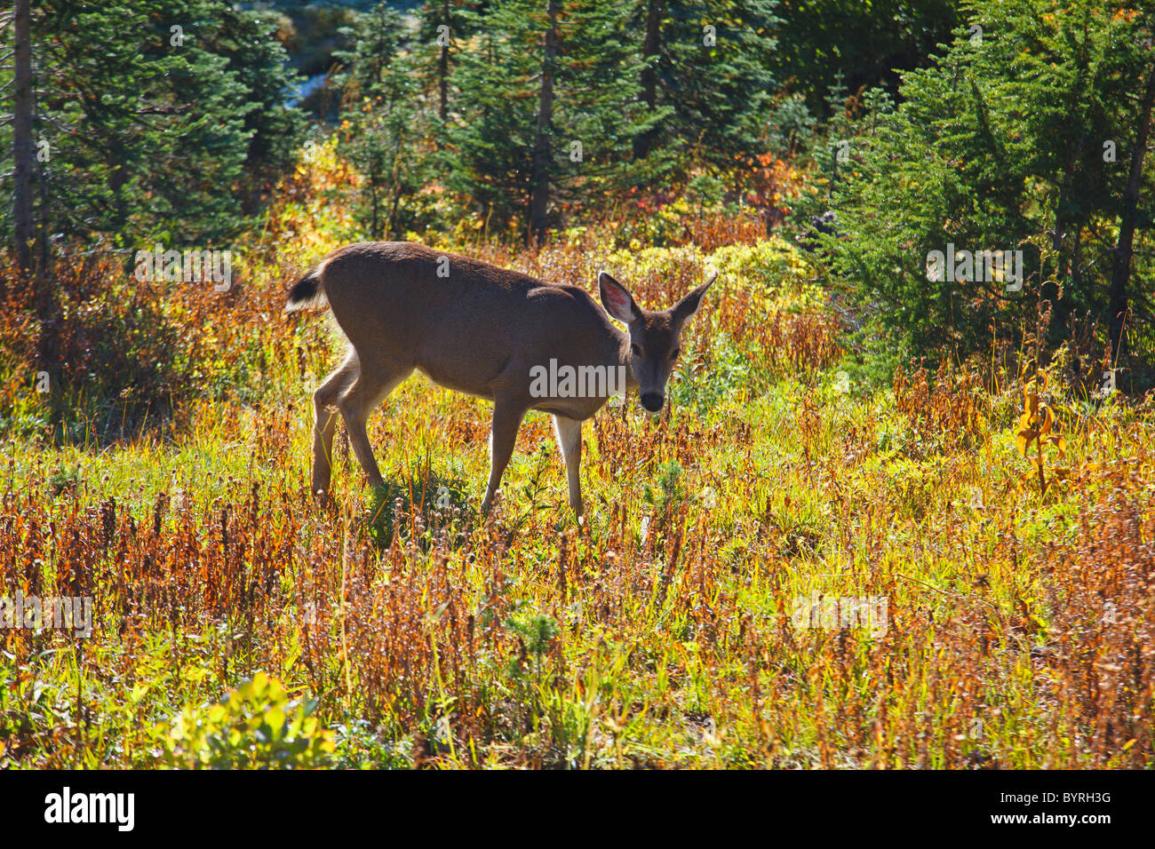 a deer walking in paradise park in autumn in mt. rainier national park ...