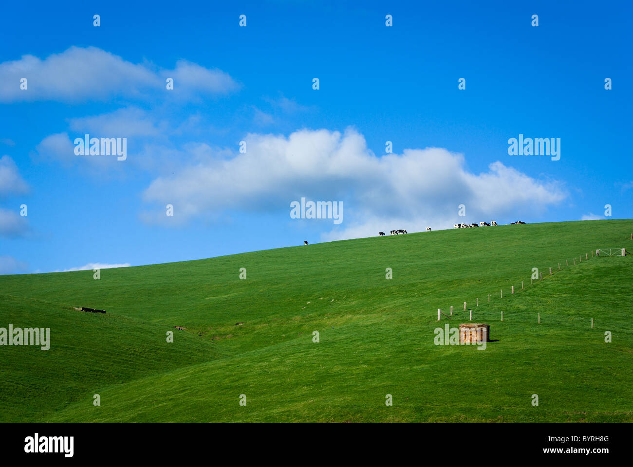 Lush green paddock hi-res stock photography and images - Alamy