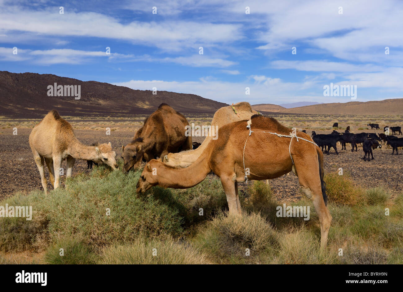 Plain goat hi-res stock photography and images - Alamy