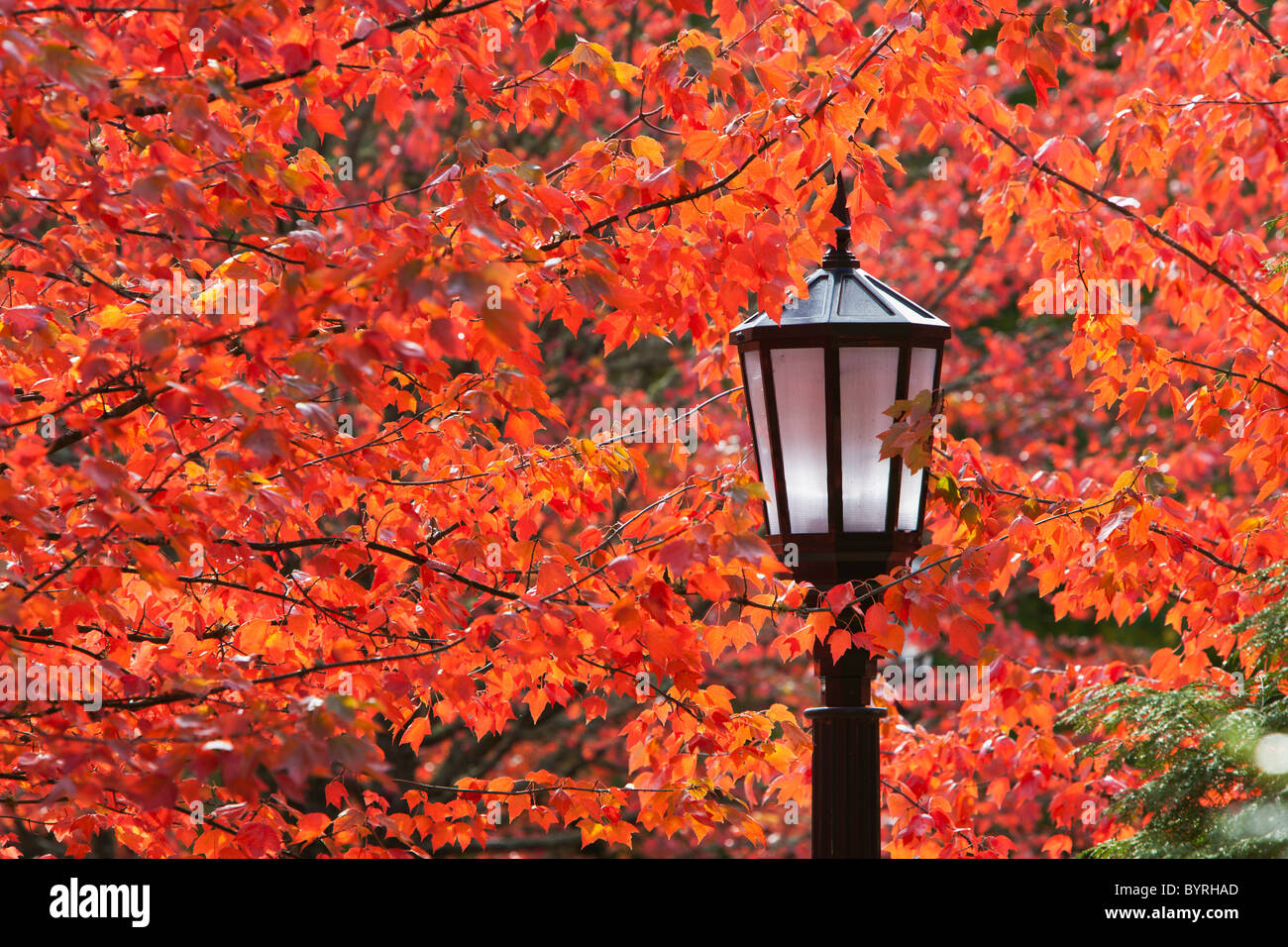 Lamp post fall colors hi-res stock photography and images - Alamy