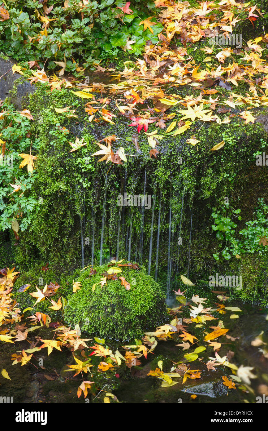 autumn colored leaves falling in a cascade in crystal springs ...