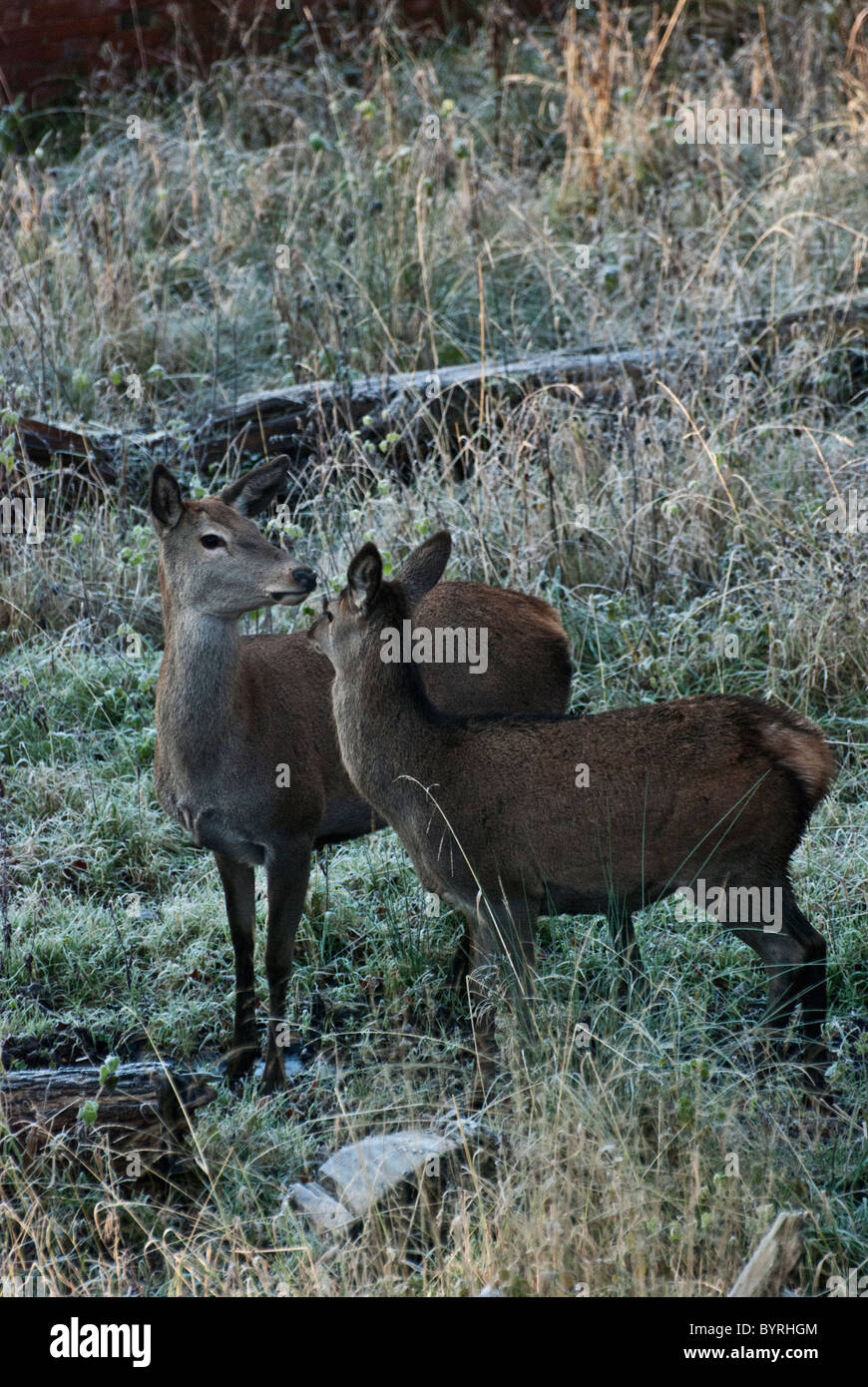 Deer culled hi-res stock photography and images - Alamy
